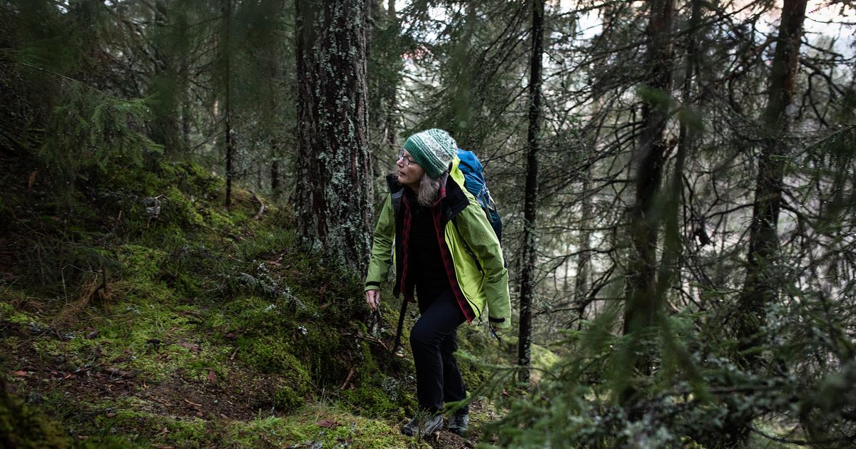 Mens naturen forsvinner: – Før var skogene fulle av herlige ...