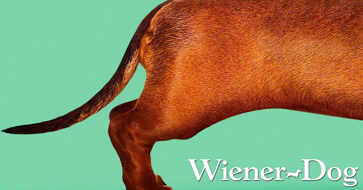 Wiener-Dog - Annapurna Pictures