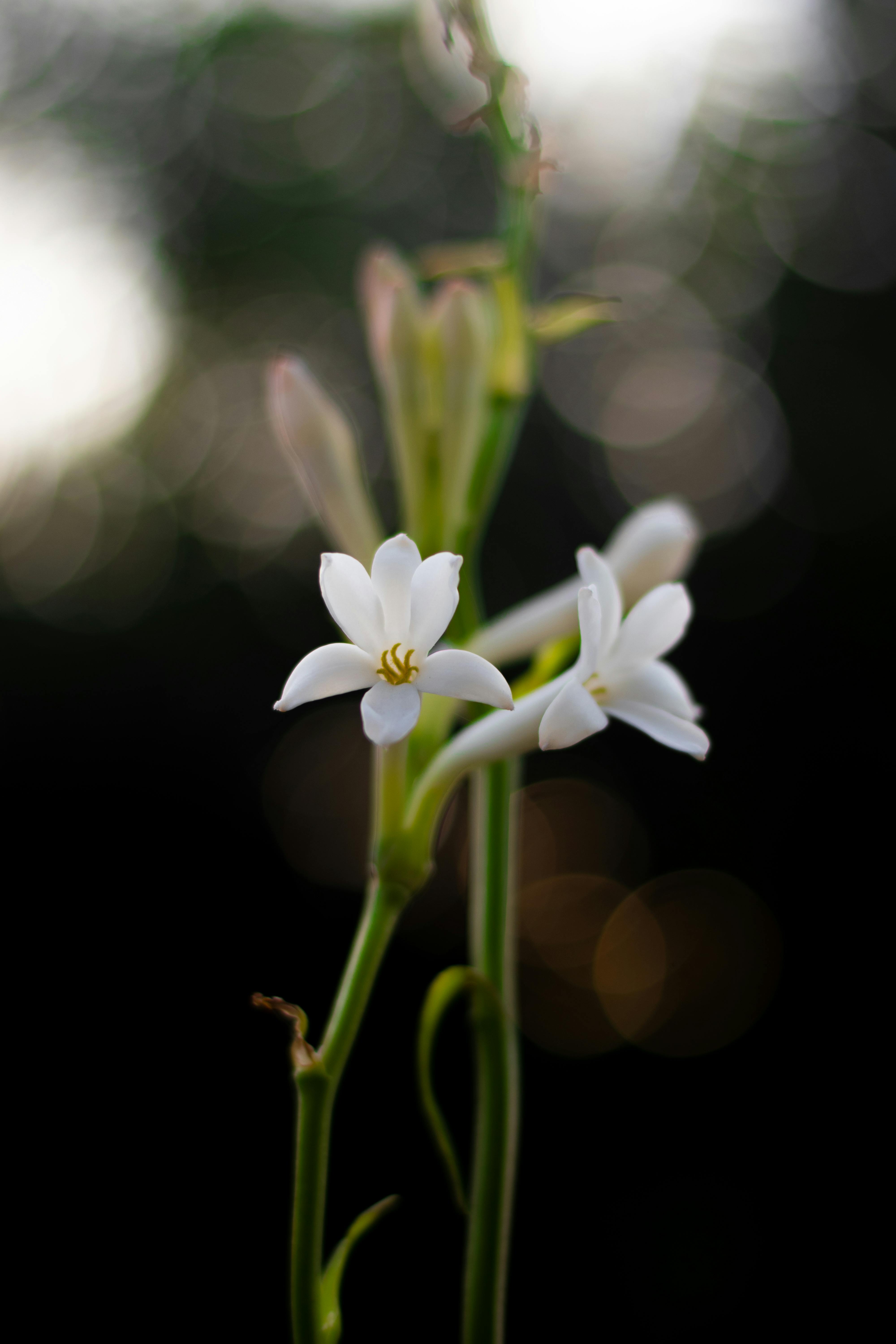 The Fragrance Note Guide: Tuberose | Parfumado