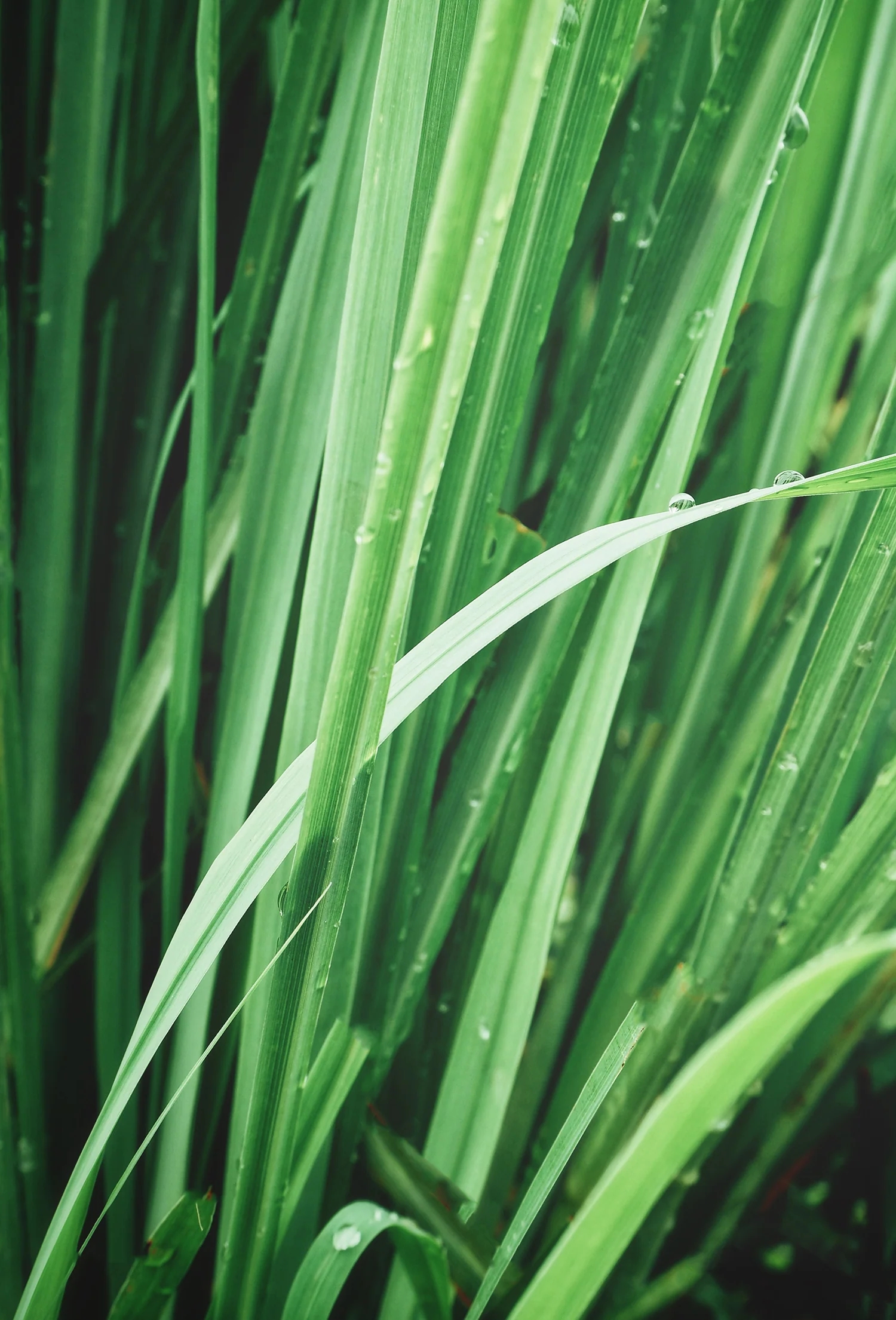 Parfumado | The Fragrance Note Guide: Vetiver