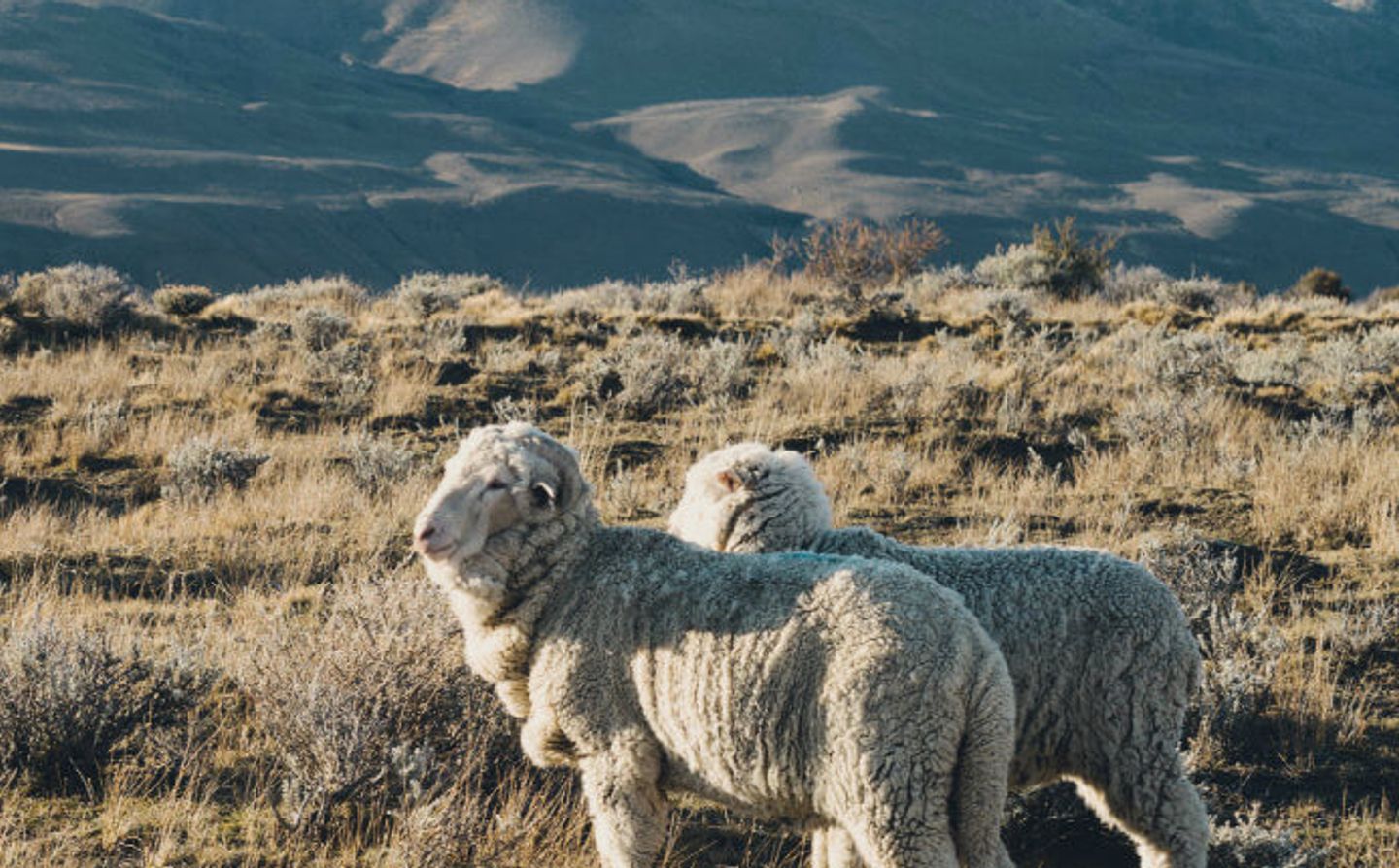 Ziplongs® 3/4 | Northern Playground