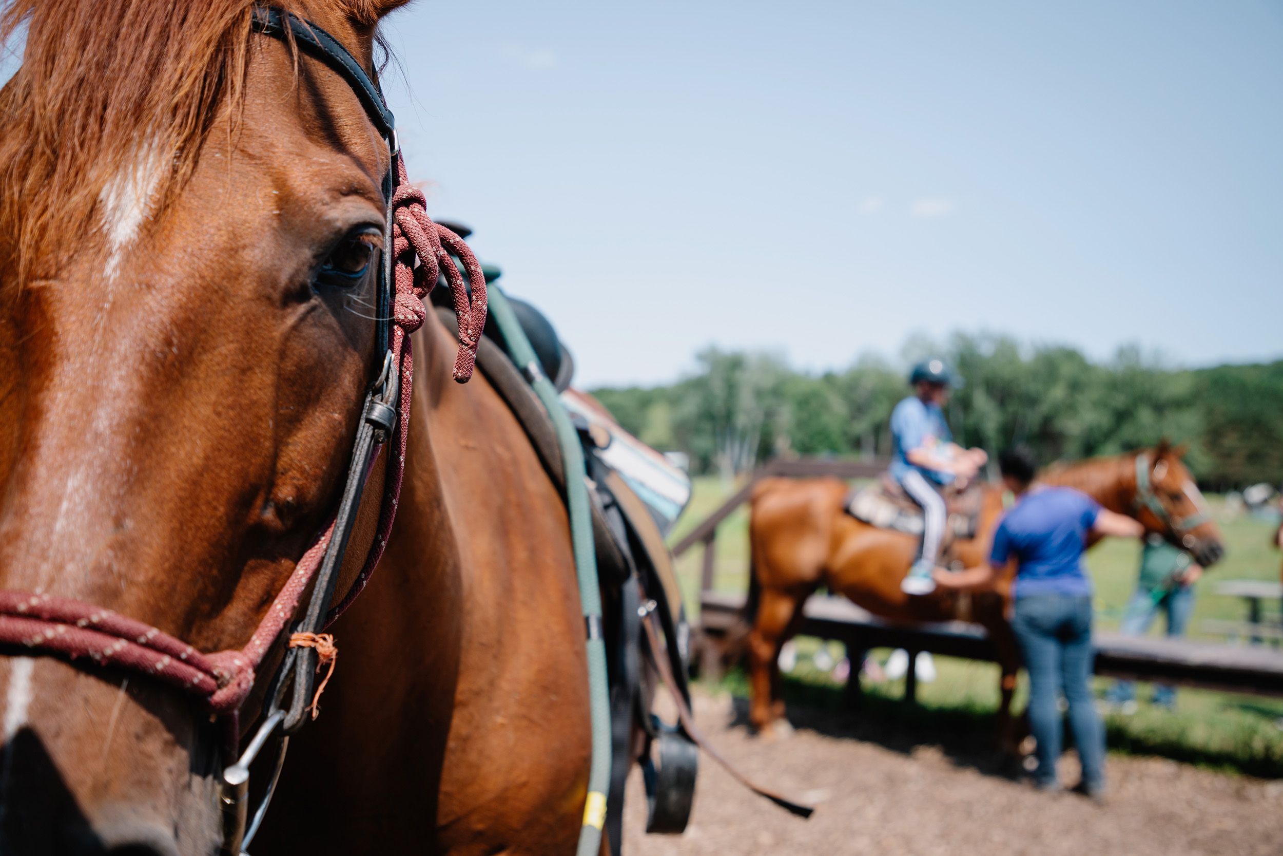 Horseback Trail Rides & Pony Ride | The Highlands