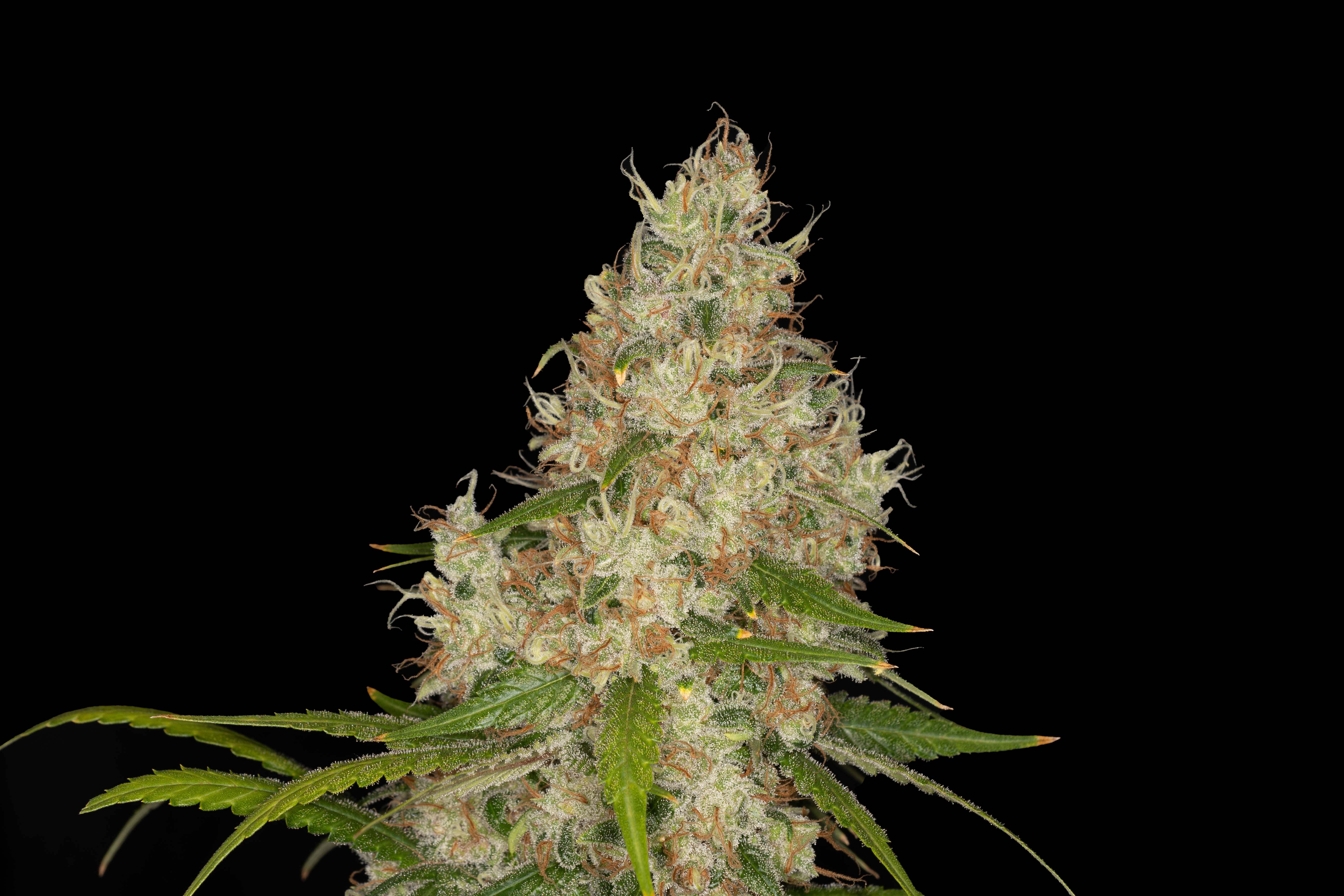 LAMB'S BREAD Cultivated by Nature's Heritage