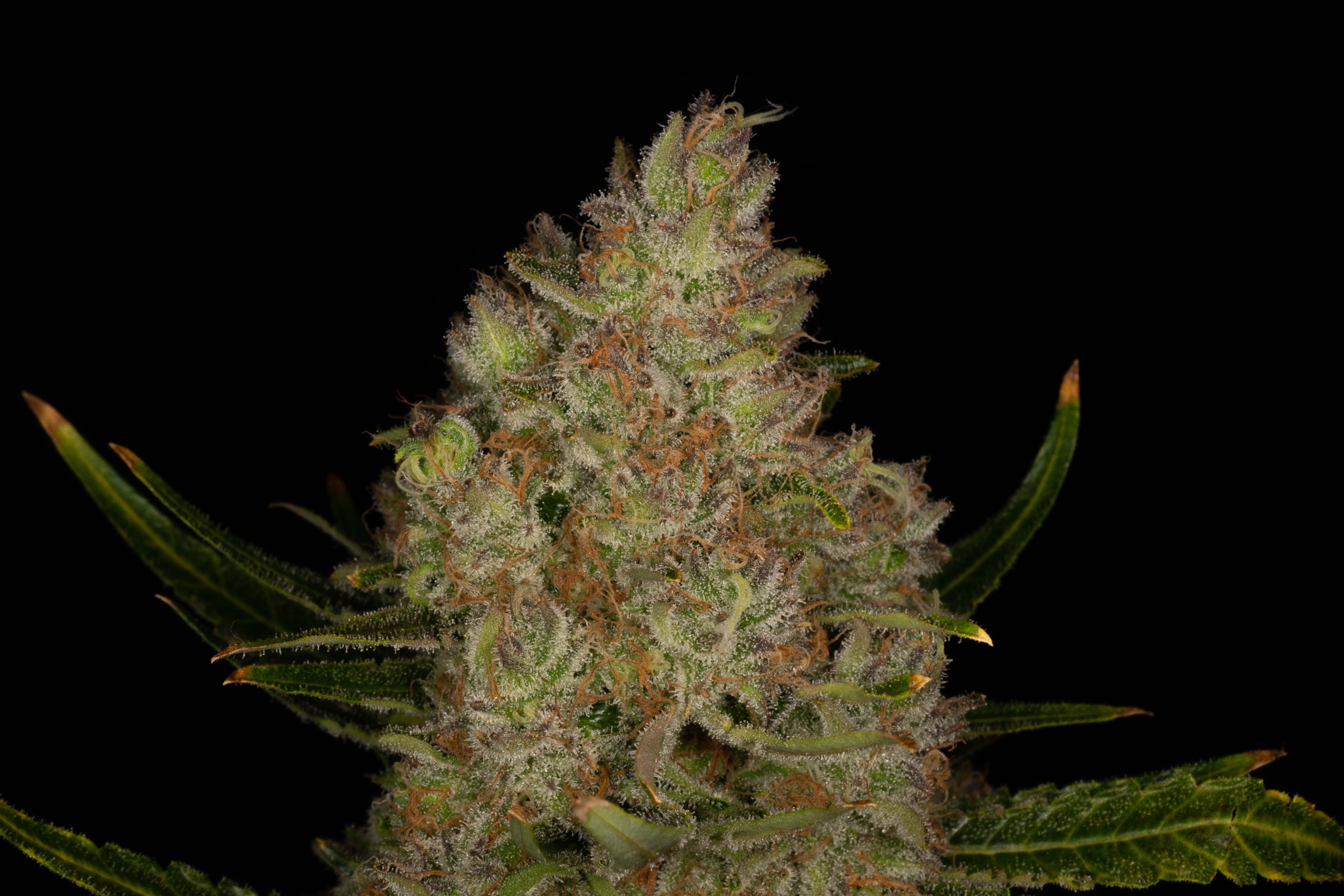 LILAC DIESEL Cultivated by Nature's Heritage