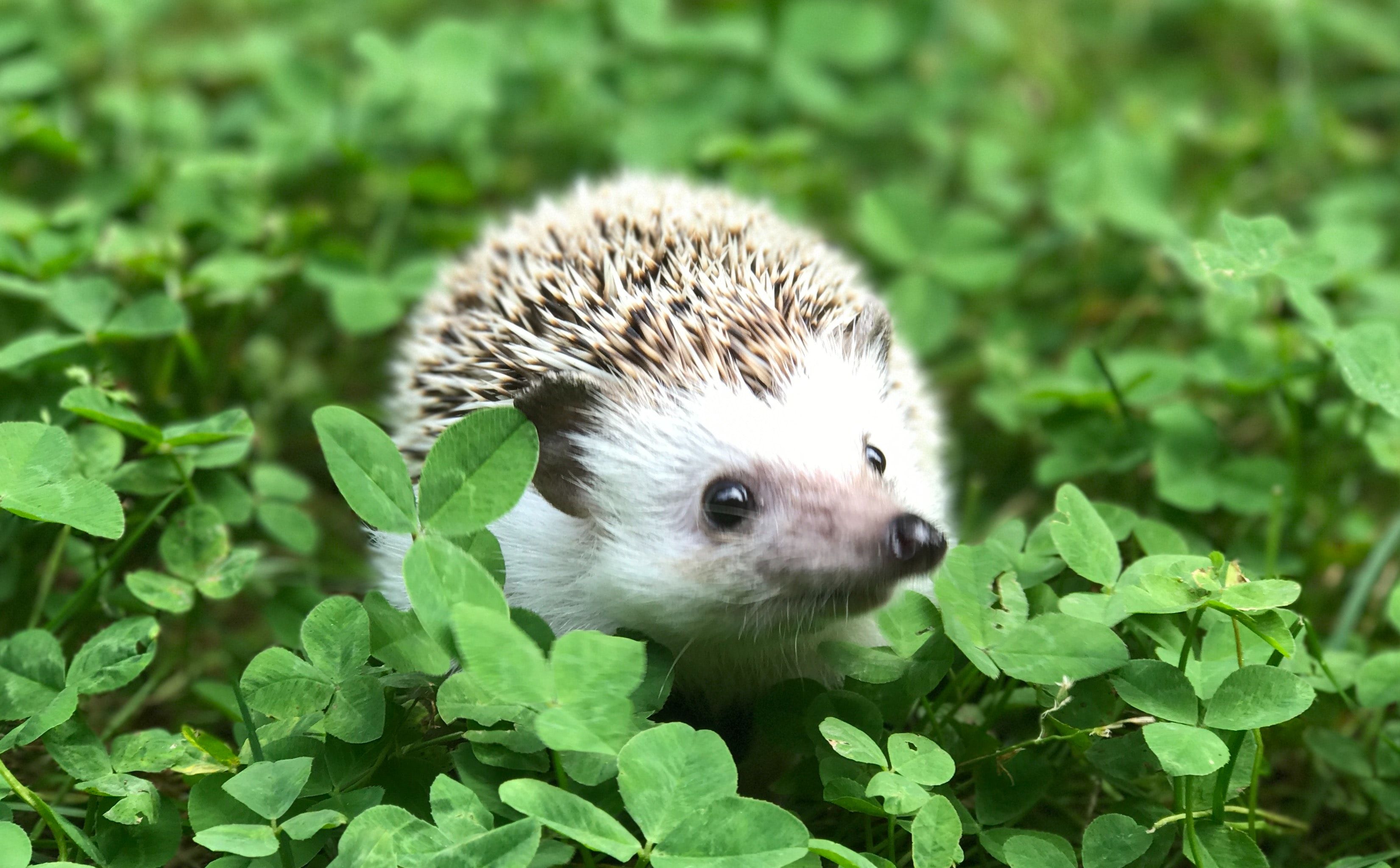 Discovering My Hedgehog Concept as a Software Engineer | Michael Panik