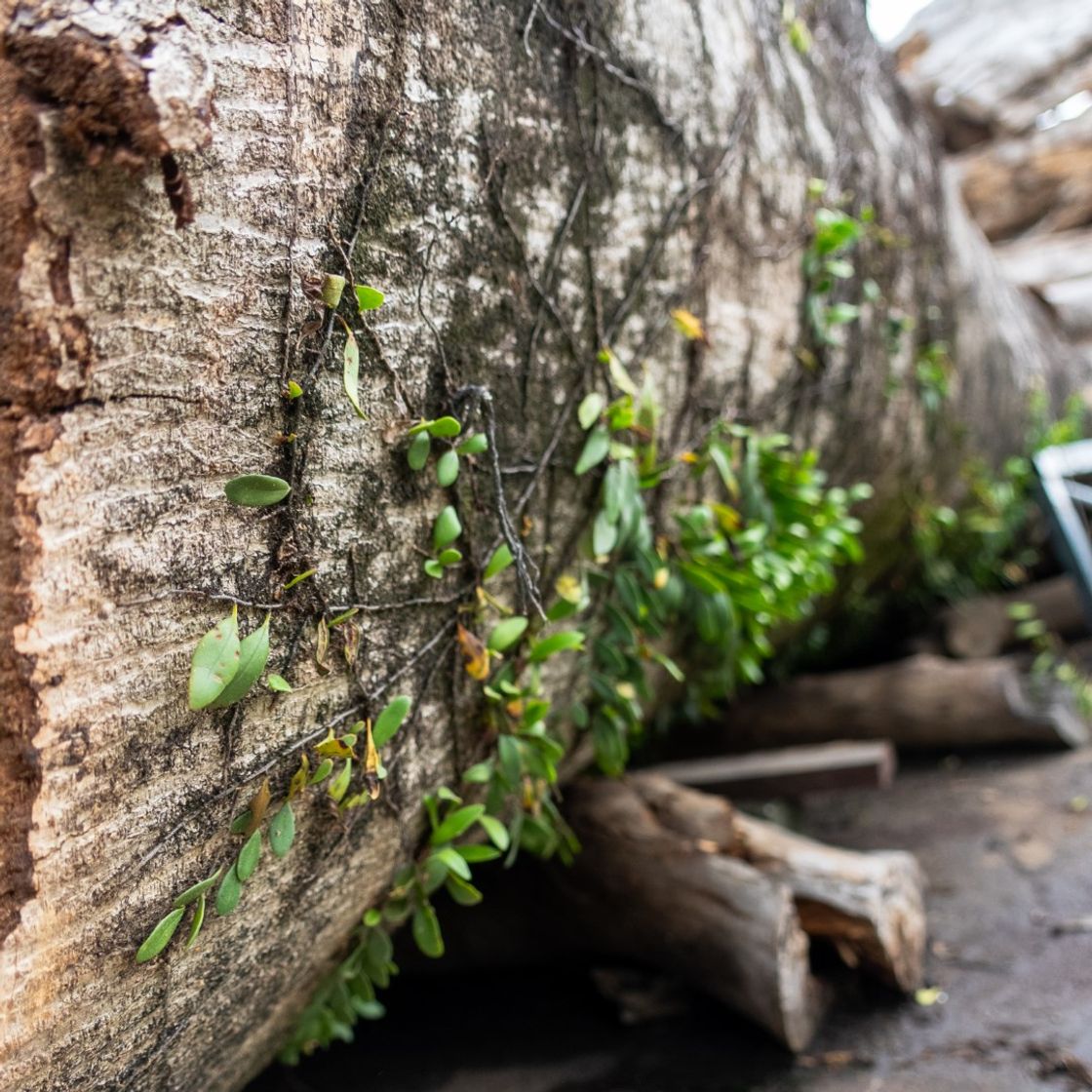 HK TimberBank - iDiscover Maps