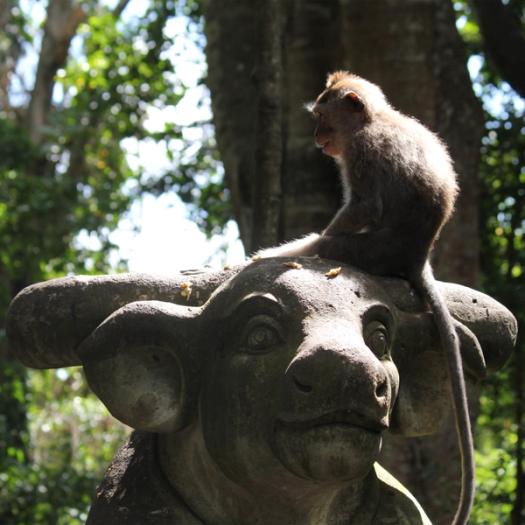 Monkey Forest - iDiscover Maps