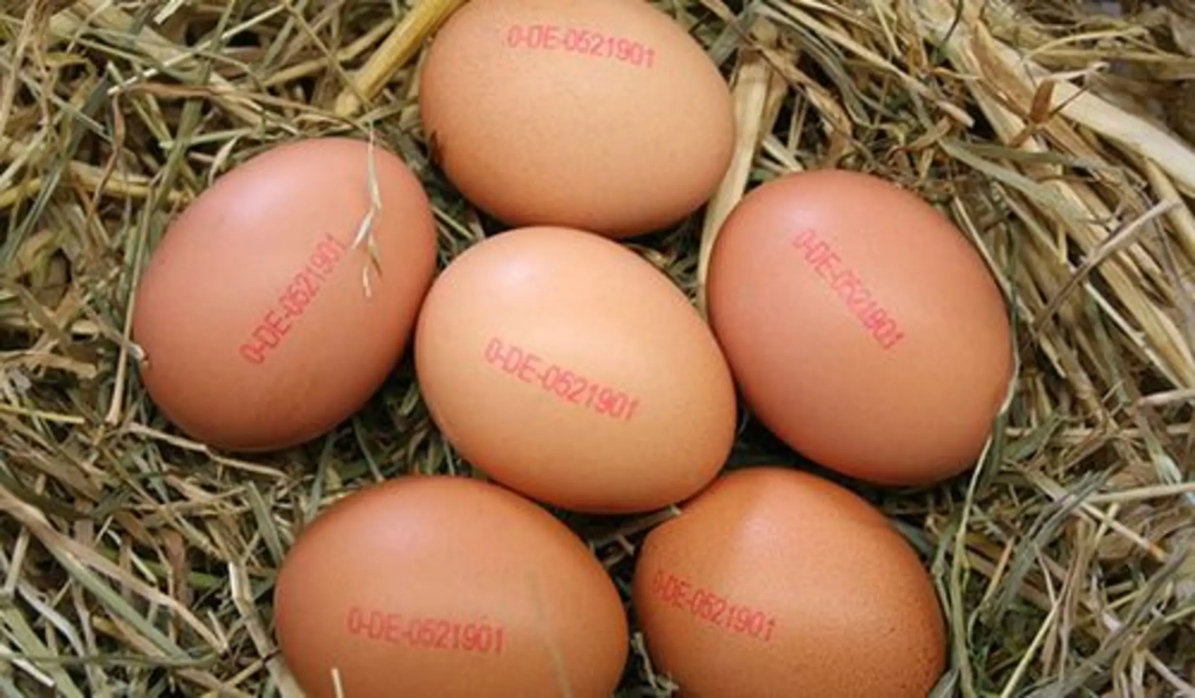 Eier kaufen und essen – auf was du achten solltest.