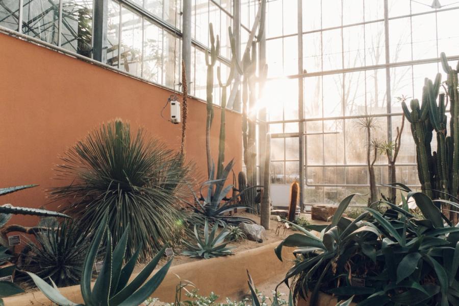 Hortus Botanicus in Amsterdam - Haarkon