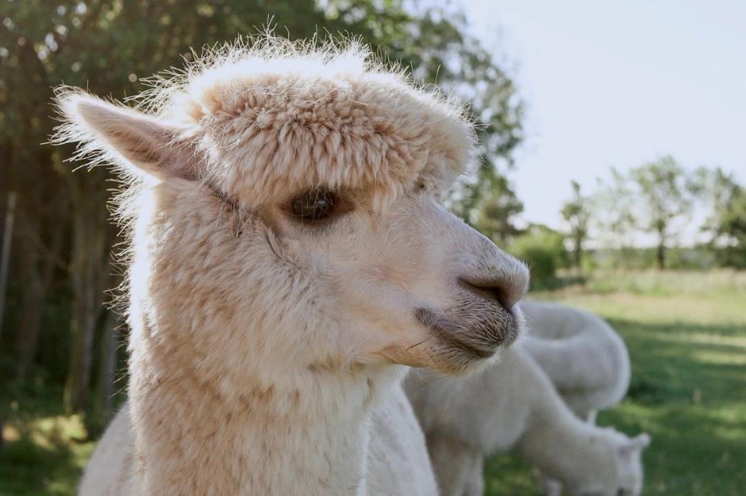 Your sustainable cabins in Germany and Austria | Raus