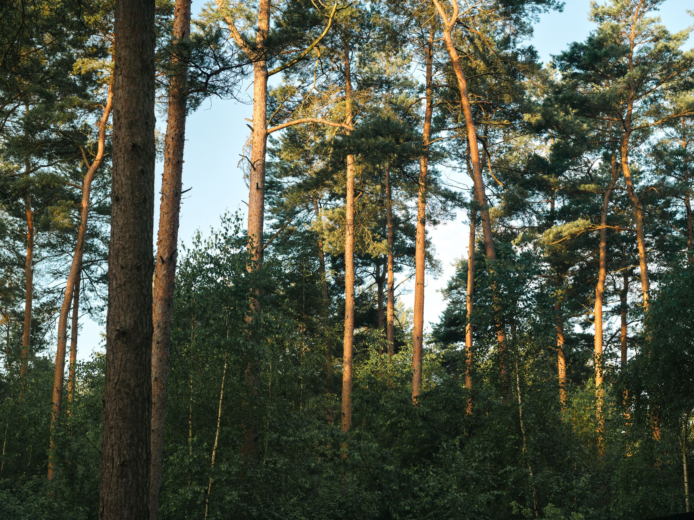 Your sustainable cabins in Germany and Austria | Raus