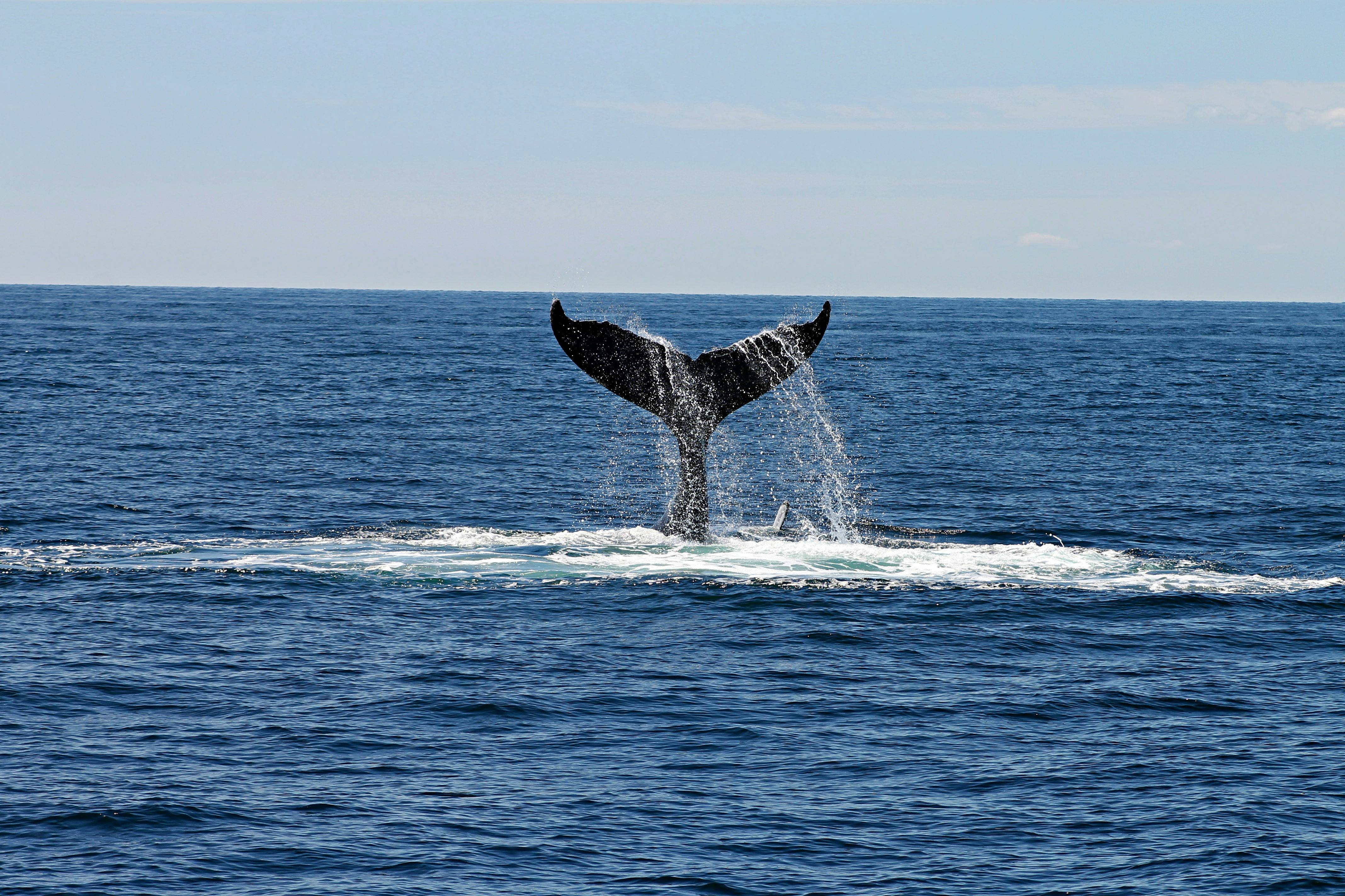 The Best Whale Watching in Cape Cod: Where and When To Go | Vacation ...
