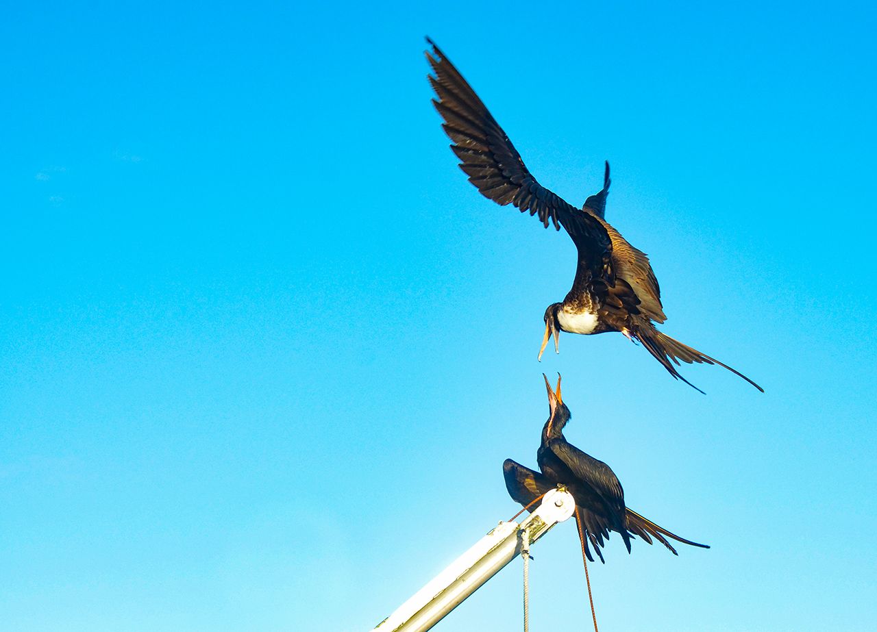 Frigate Bird Feet