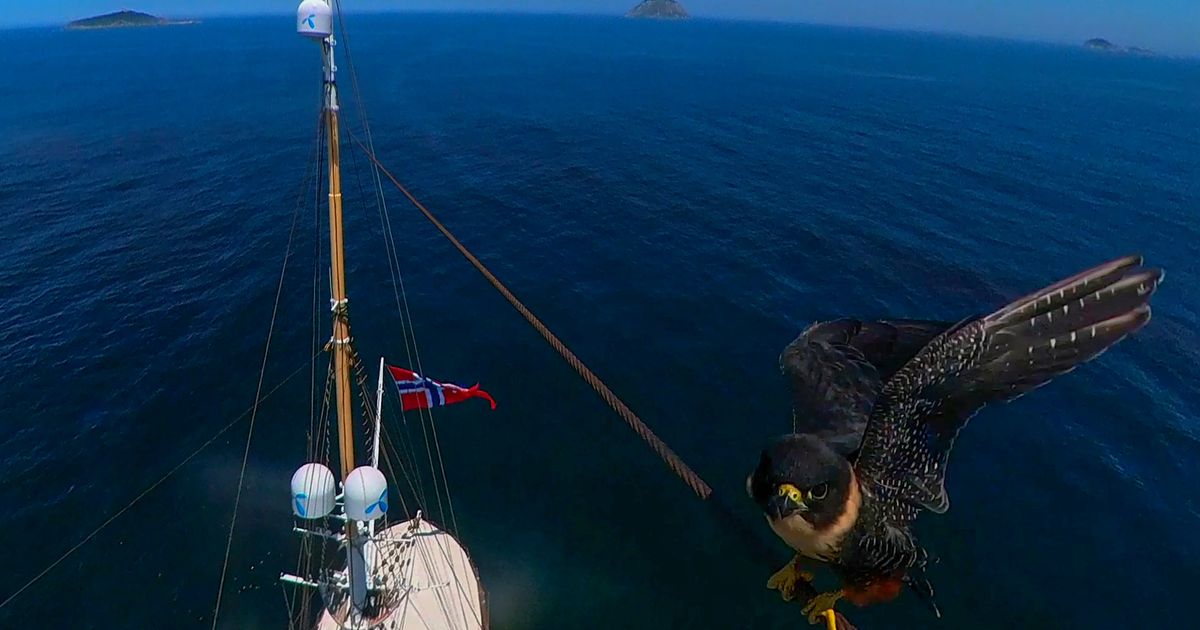 A falcon in the rig - One Ocean Expedition