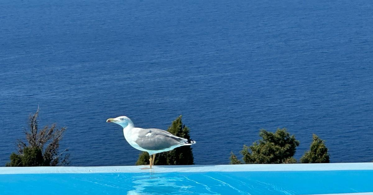 A Prayer for Peace, A Call for Connection | Fun Programs by Stacy