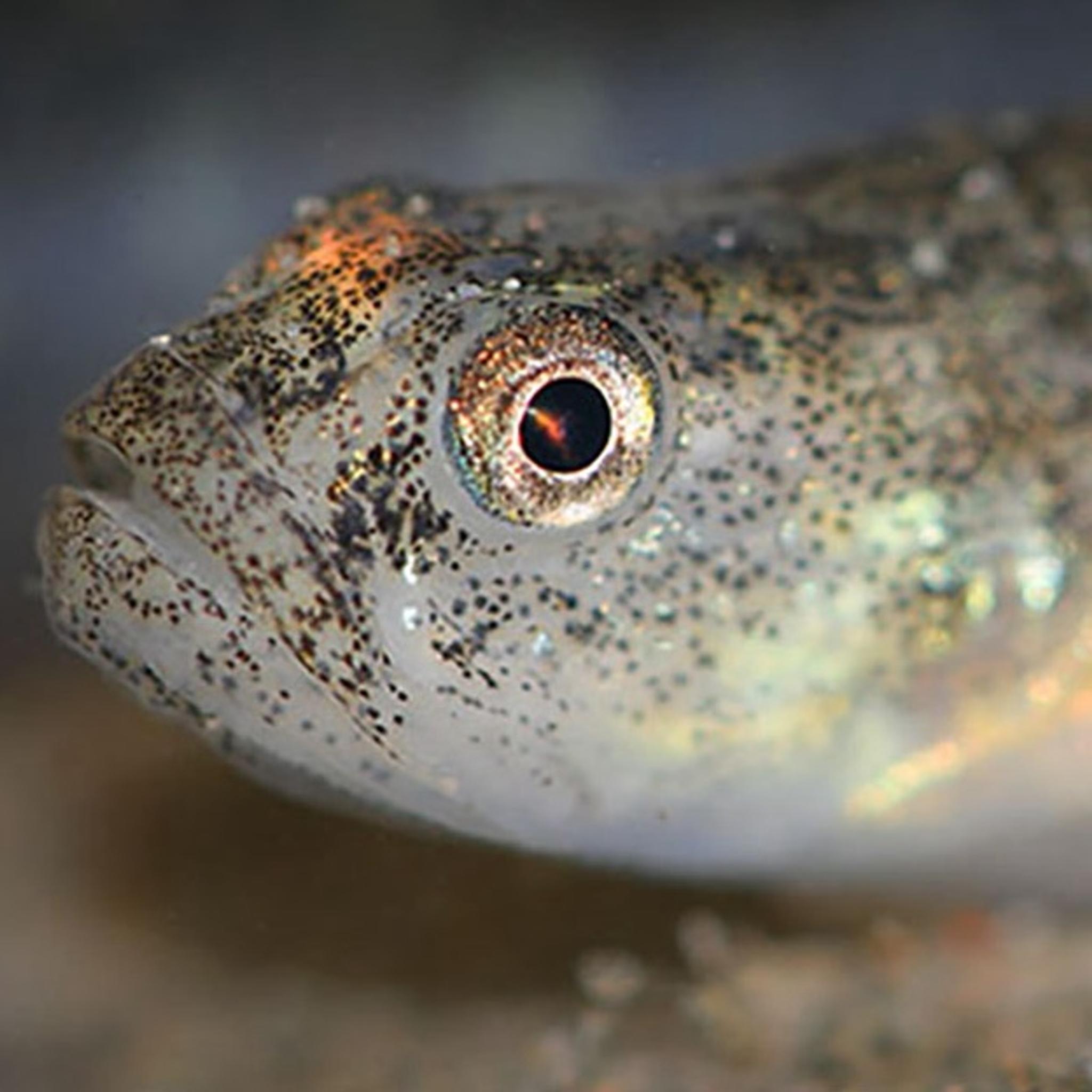 Try our bioinformatics pipeline to quickly assign organisms to your ...