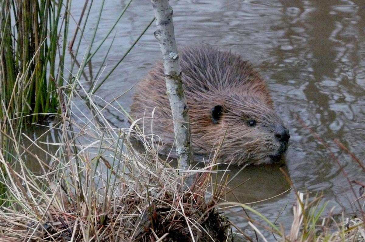 LA River Wildfire Recovery Tualatin Monitoring Island Invertebrates