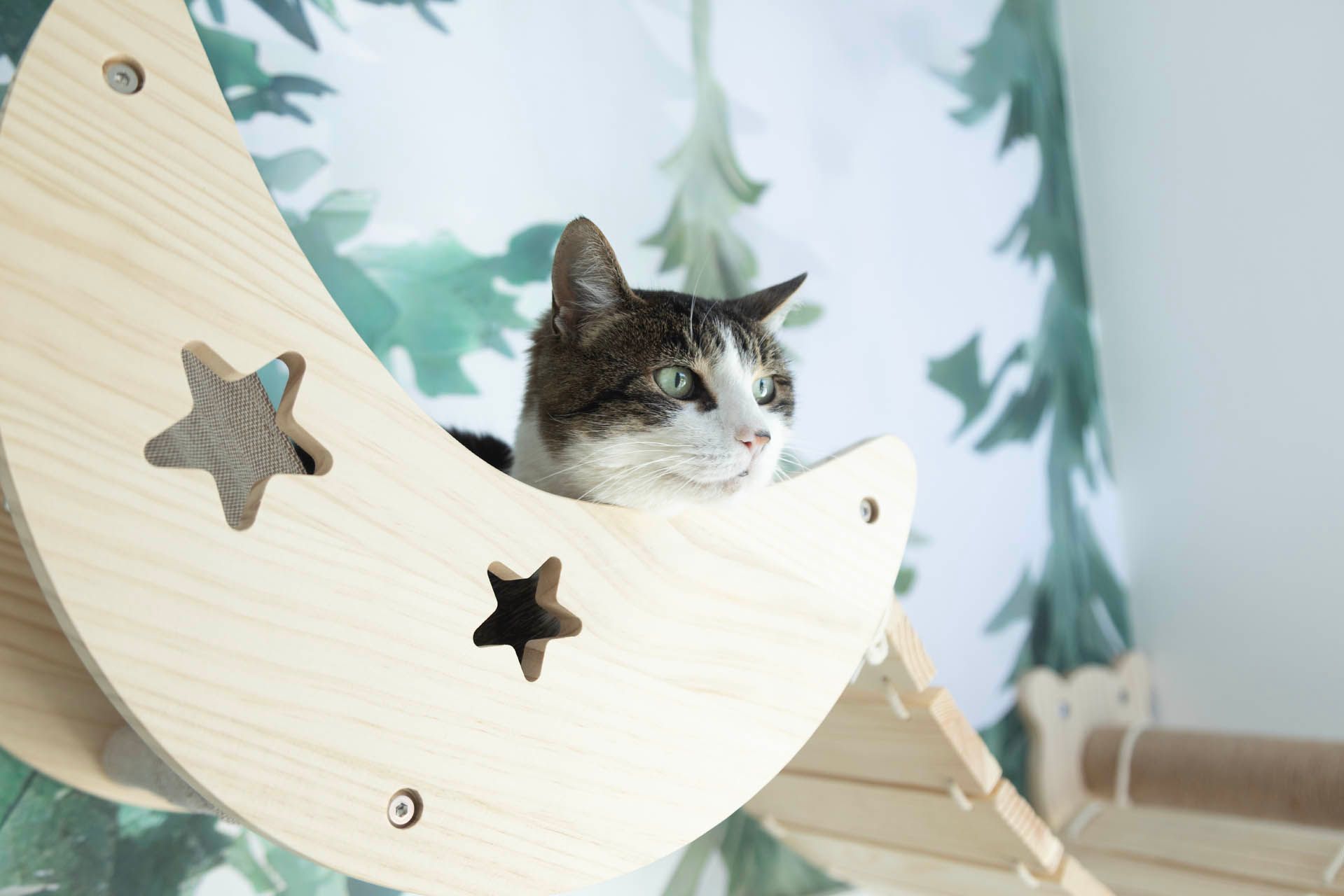 Why Cozy Cat Suites and What to Expect - Cozy Cat Suites