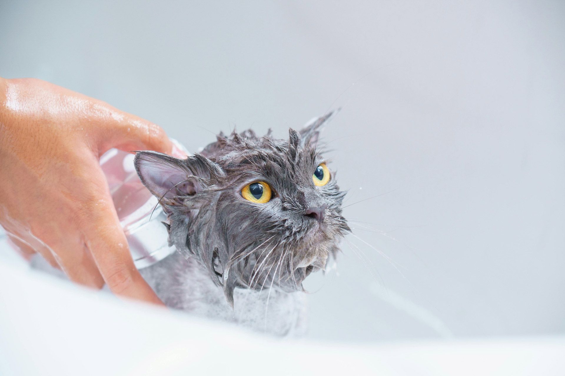 How to safely bathe your cat: Tips from ours pros - Cozy Cat Suites