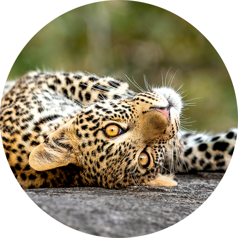 Easy 2C | Advertising Calendar Specialist