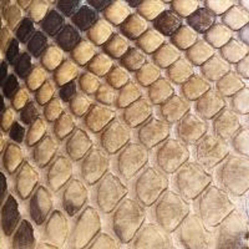 Women’s Pink | Tecovas