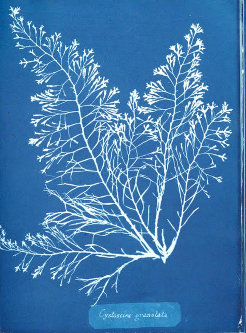 Cyanotypes with Rachel Stern
