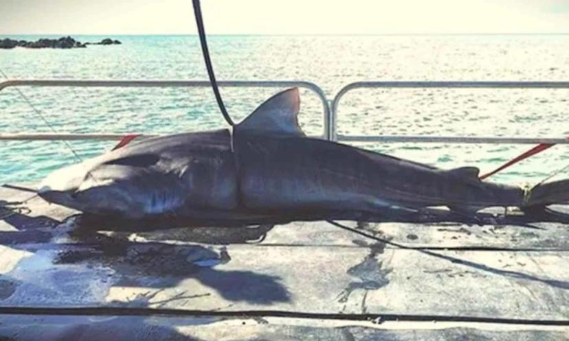 No more shark culling off Nouméa beaches, court orders