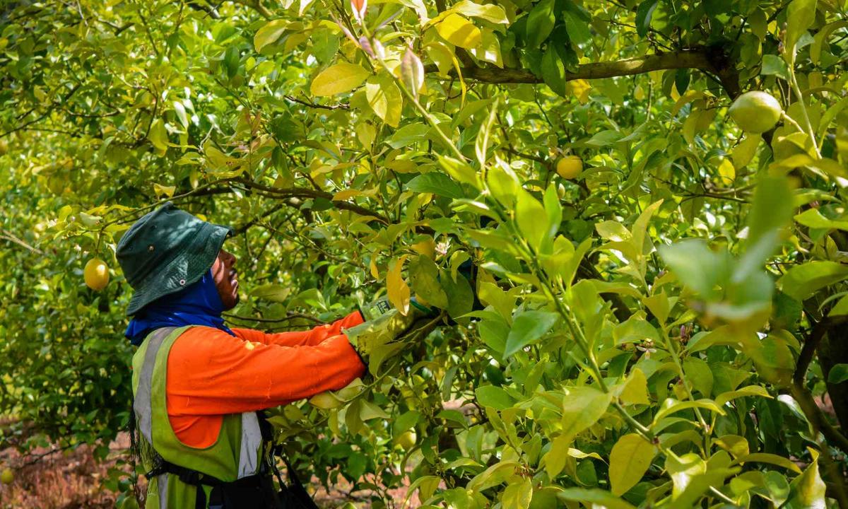 Immigration Minister signals major updates to NZ's RSE scheme