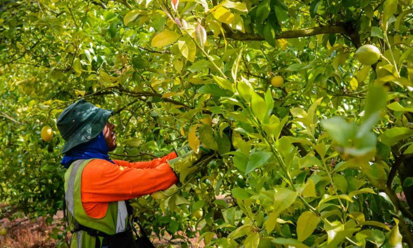 Immigration Minister signals major updates to NZ's RSE scheme