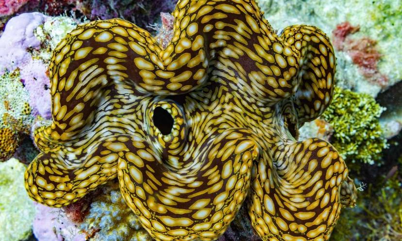 From reef ruins to science inspiration: Marine mission in Tuvalu concludes