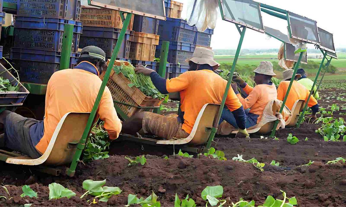 Pacific island workers reassured as Labor's re-election preserves key ...