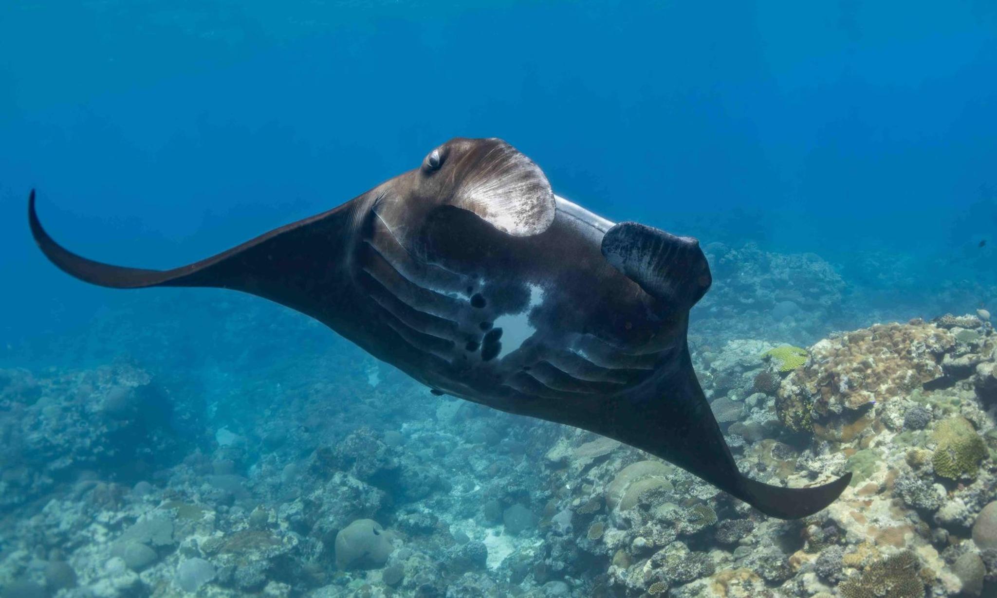 Sāmoa 2025 general elections: A key vote for FAST, HRPP and the rise of ...