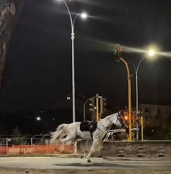 Cavalli in fuga durante le prove della parata del 2 giugno a Roma ...