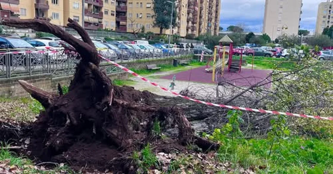 Colli Aniene, albero crollato nel parco: due funzionari del Campidoglio ...