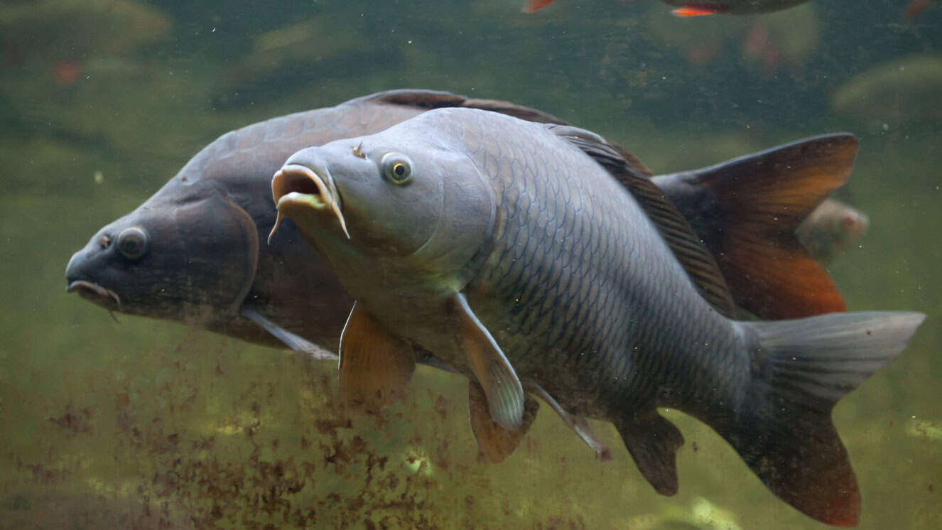 The U.S. Army Is at War With Asian Carp