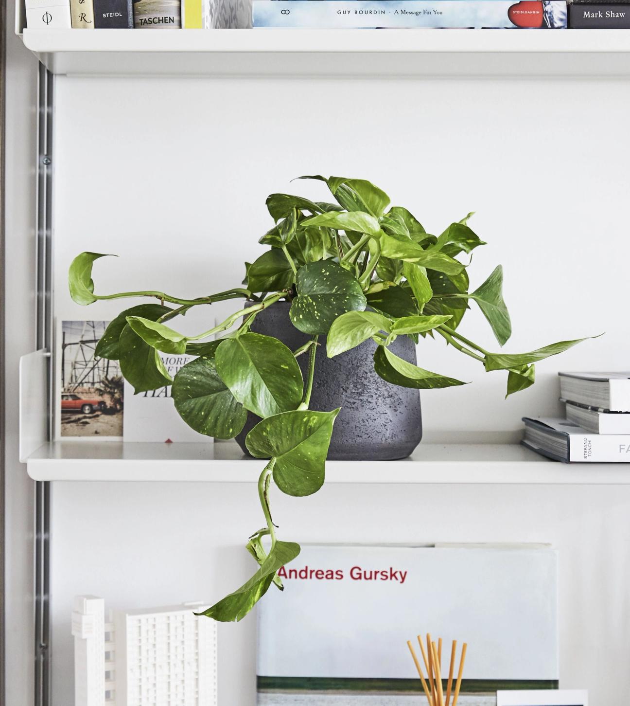 These are the best desk plants for increasing productivity | The ...