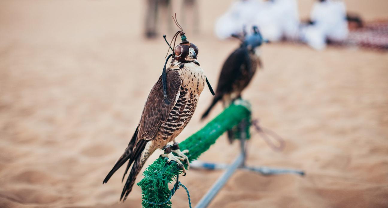 Arabian Flights: Inside the lucrative world of Middle-Eastern falconry ...