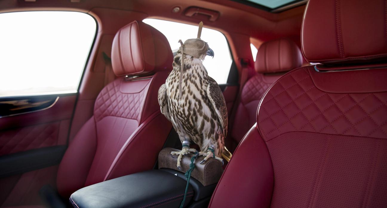 Arabian Flights: Inside the lucrative world of Middle-Eastern falconry ...