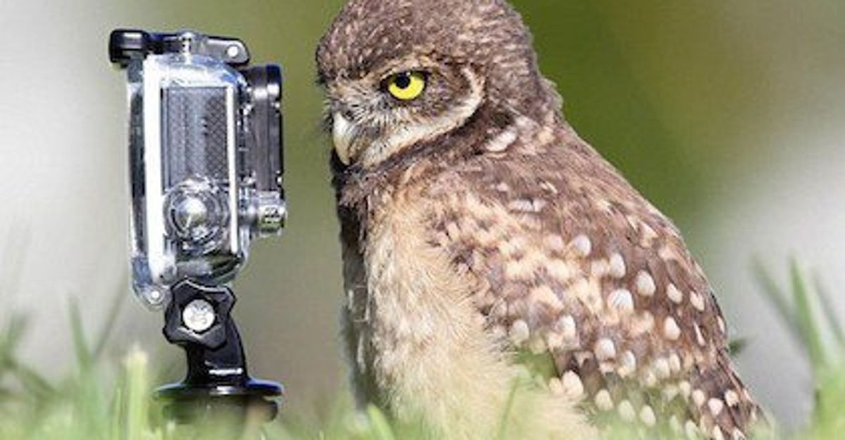 The 10 most insane Gopro videos of 2015 so far | The Gentleman's ...