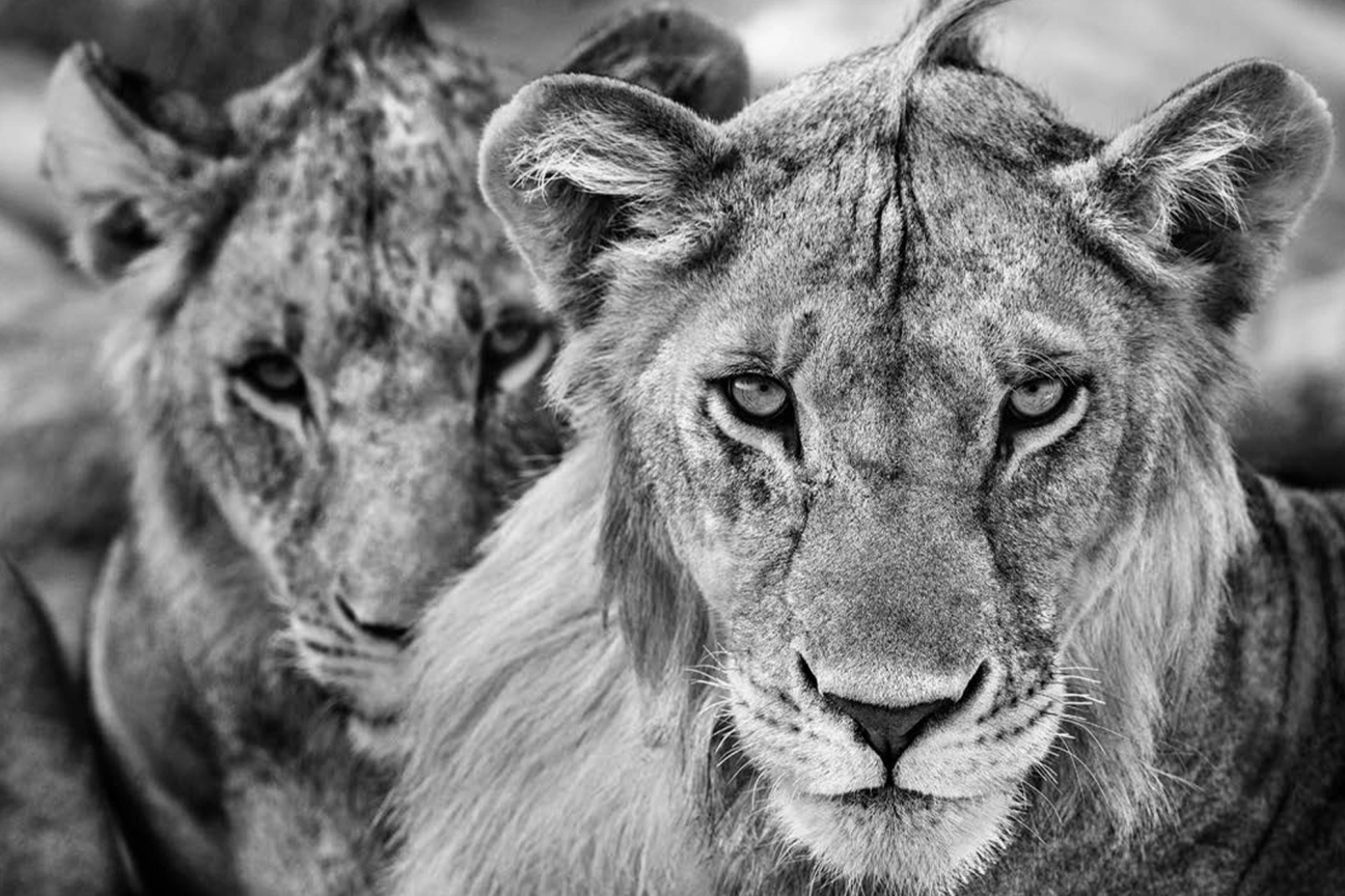 Photographer David Yarrow showcases his work at the Maddox Gallery ...