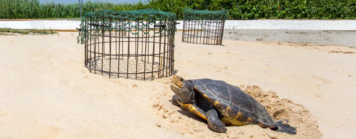 Turtle Conservancy | Programs | Terrapin Nesting Project