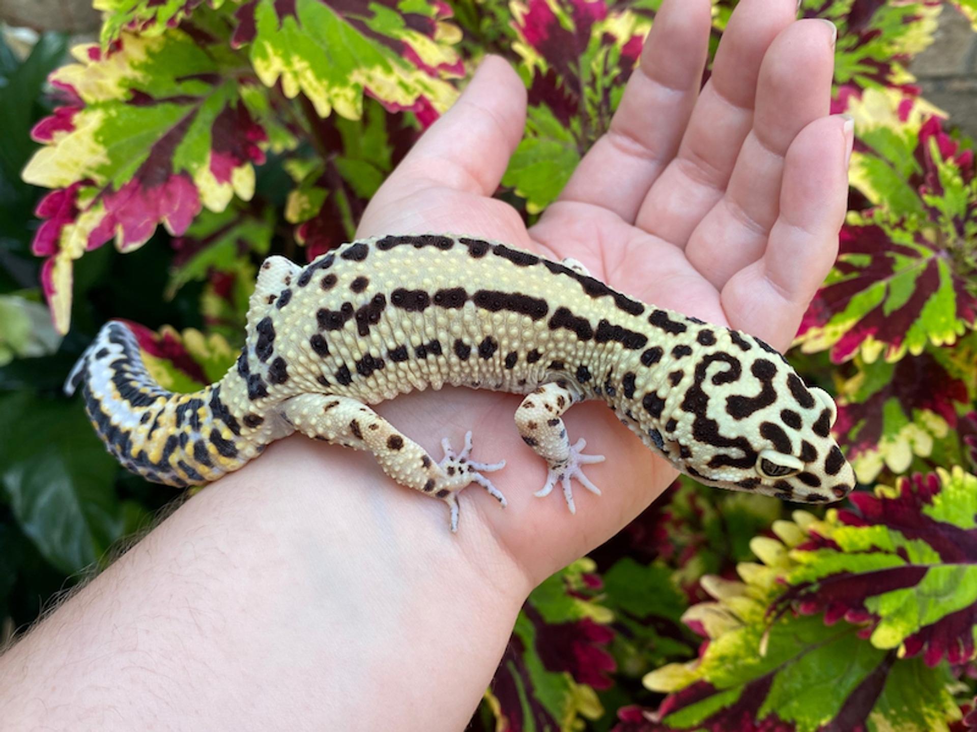 Leopard Gecko | HappyDragons