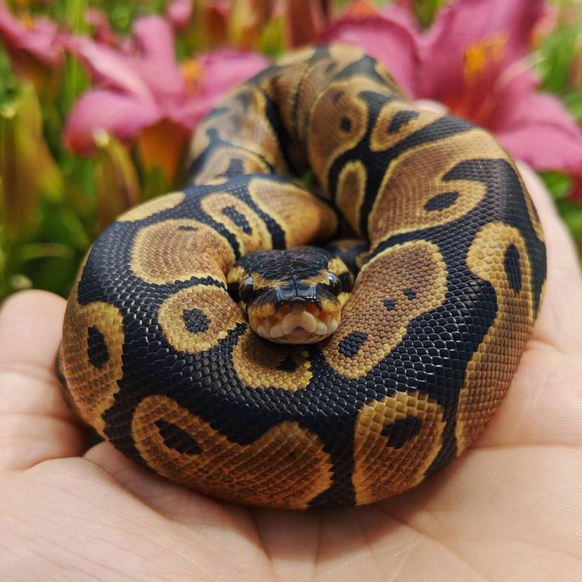 Ball Python | HappyDragons