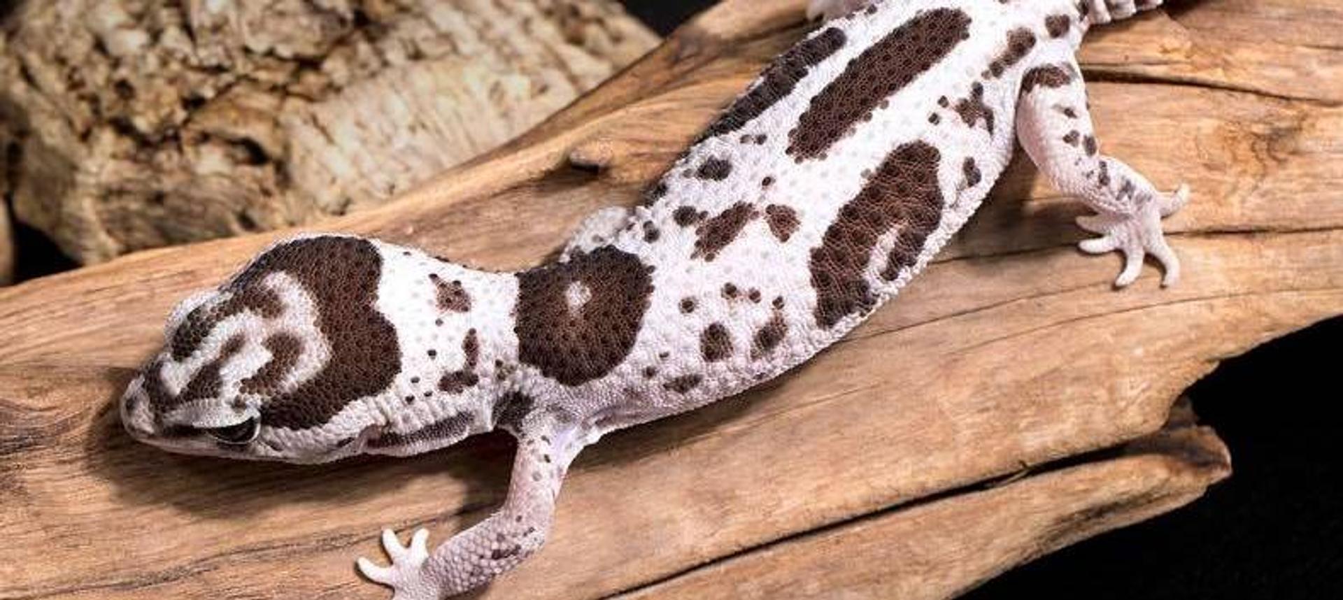 African Fat-Tailed Gecko | HappyDragons