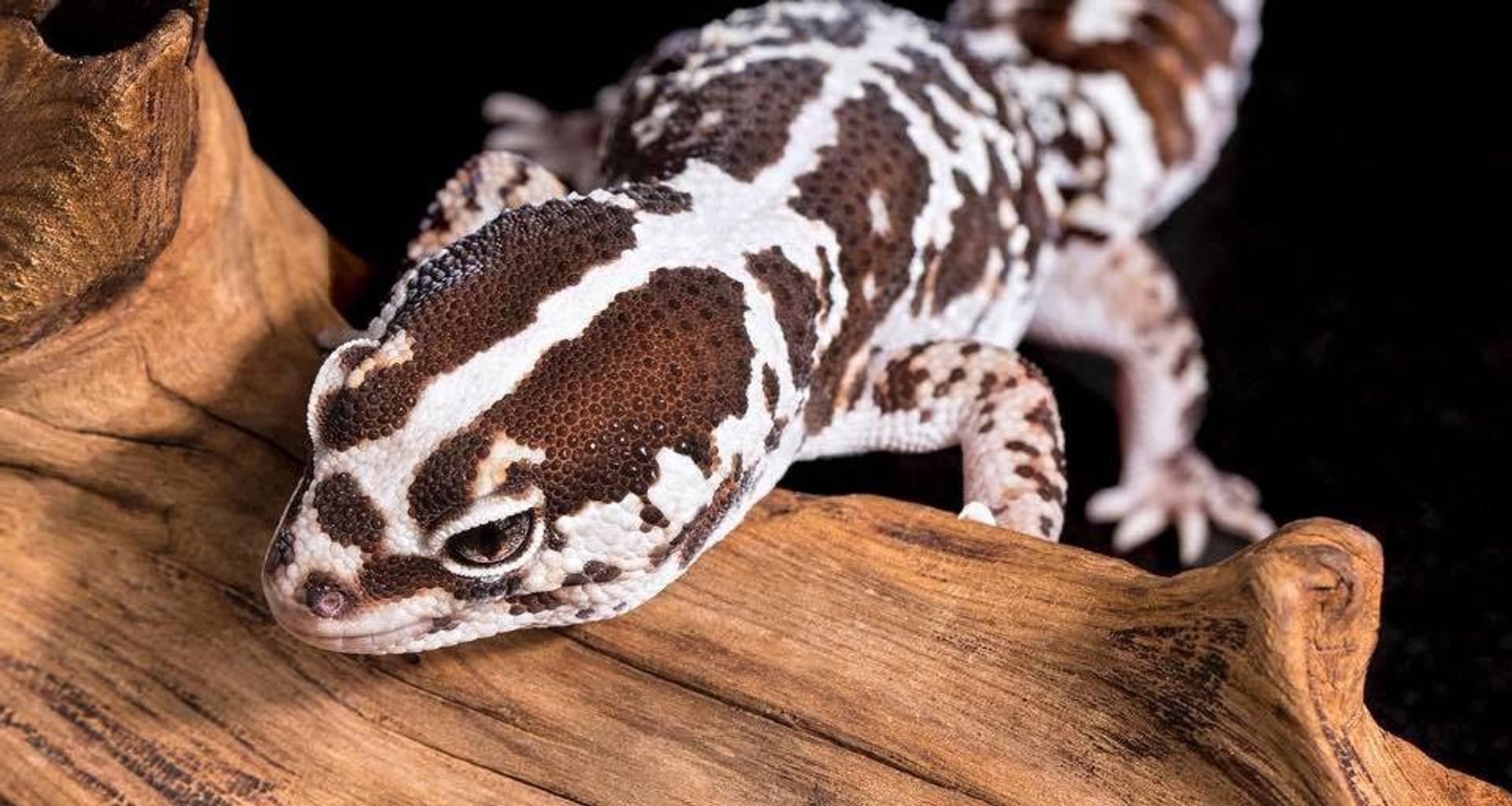 African Fat-Tailed Gecko | HappyDragons
