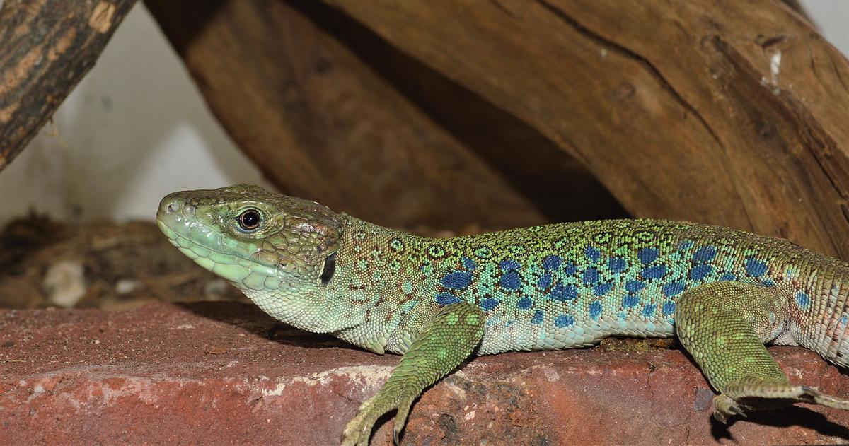 Jeweled Lacerta | HappyDragons