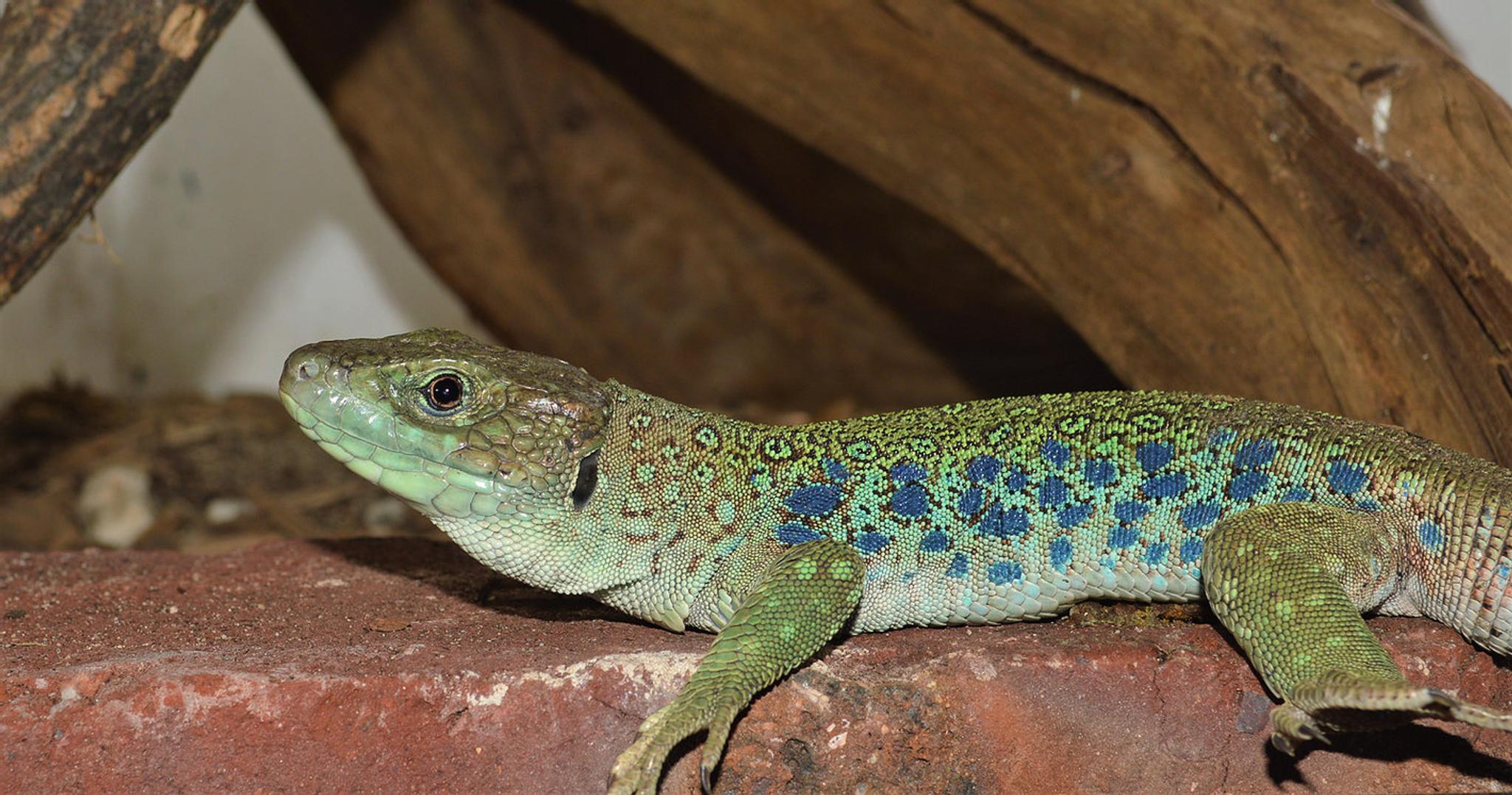 Jeweled Lacerta | HappyDragons