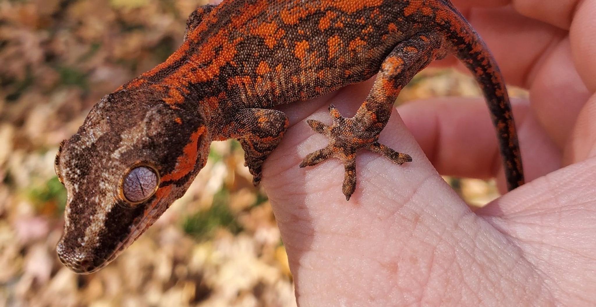 Gargoyle Gecko | HappyDragons