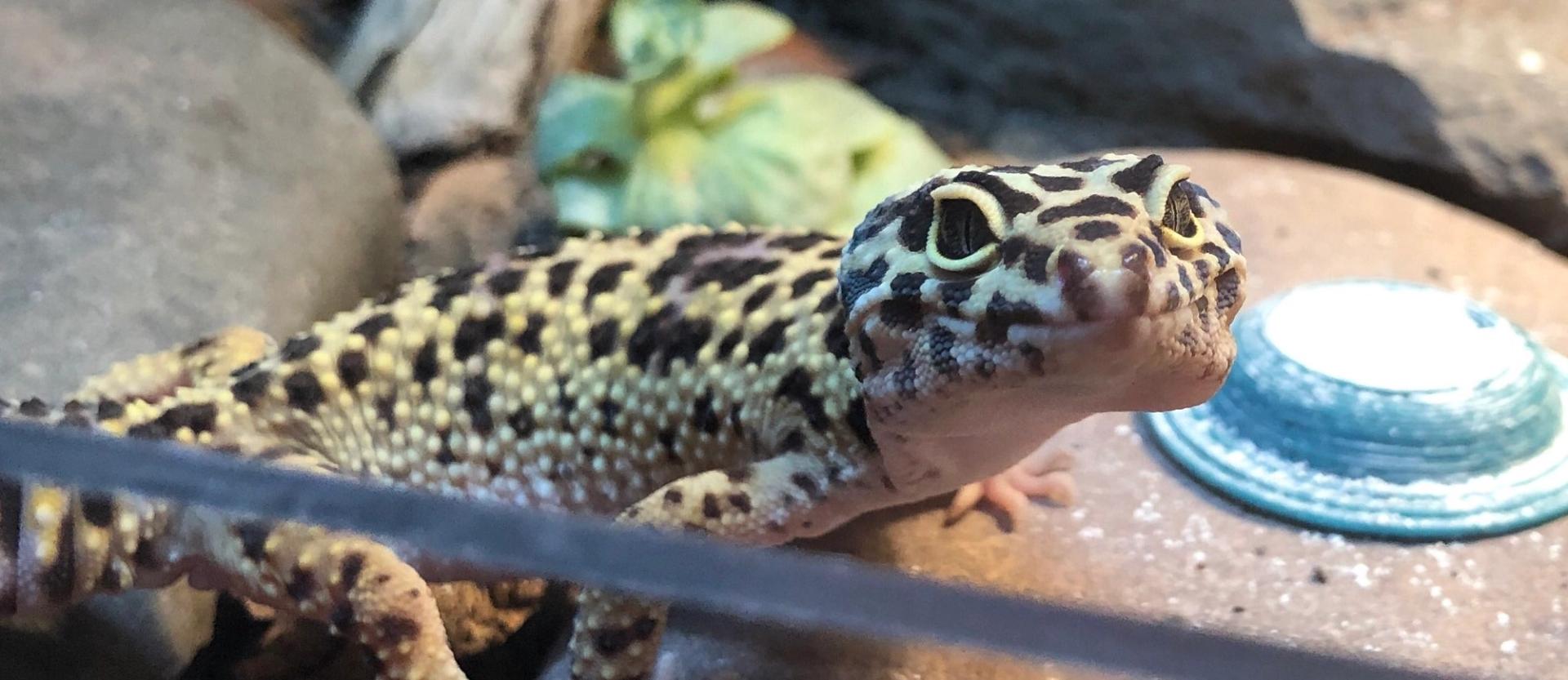 Leopard Gecko Starter Buying Guide | HappyDragons
