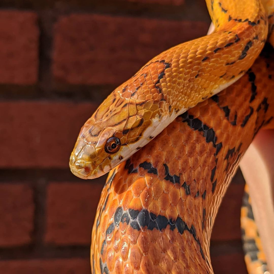 Corn Snake Starter Buying Guide | HappyDragons